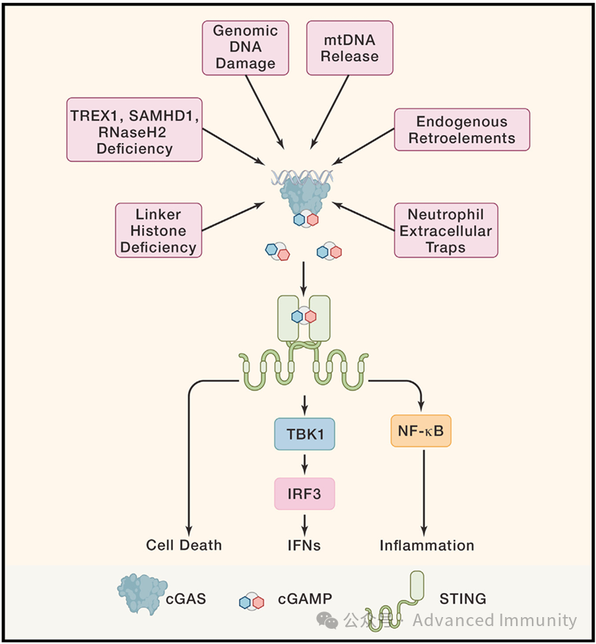Immunity 综述 | cGAS-STING 细胞内DNA感应途径的新前沿 - 好大夫在线
