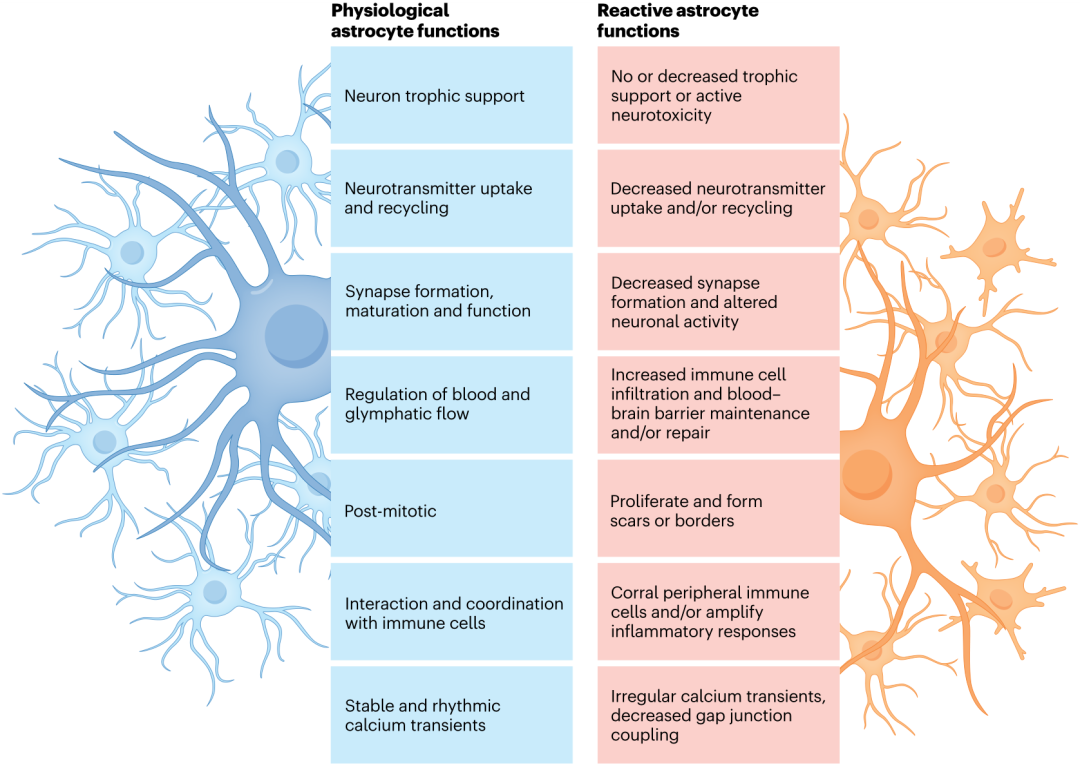Nat Rev Neurol:反应性星形胶质细胞在神经炎症和神经退行性疾病中的作用_神经炎_神经炎检查 - 好大夫在线