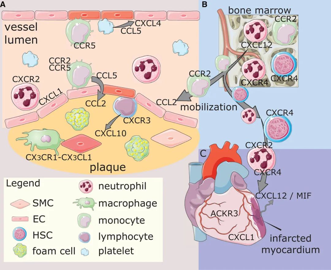 《趋化因子作用及其机制》 - 好大夫在线