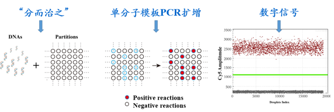 PCR、qPCR、dPCR、RT – PCR、RT-qPCR、Real-Time PCR；傻傻分不清_新冠肺炎_介绍_检查 - 好大夫在线