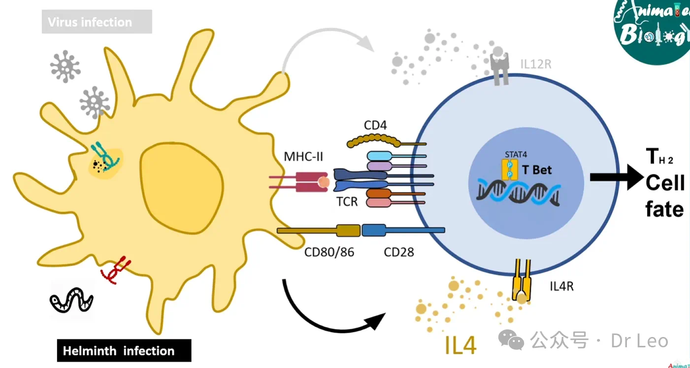 T细胞全家福：T细胞亚型 - 好大夫在线