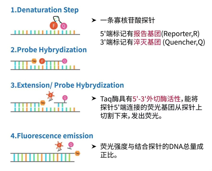 PCR、qPCR、dPCR、RT – PCR、RT-qPCR、Real-Time PCR；傻傻分不清_新冠肺炎_介绍_检查 - 好大夫在线