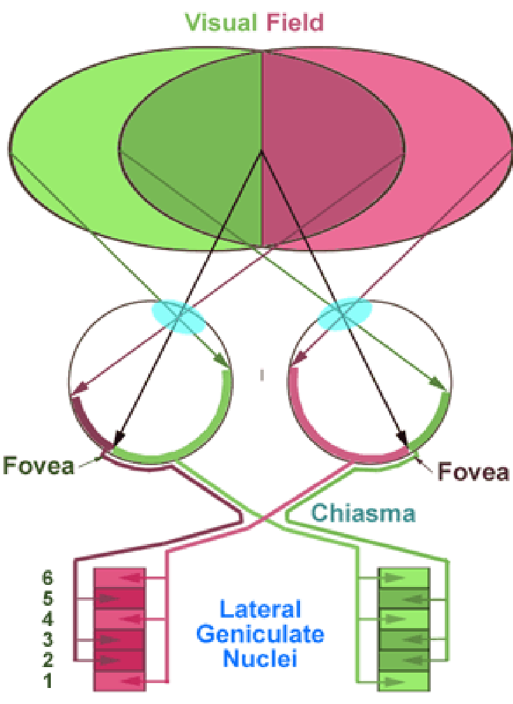 微单视的设计原理及原则Pseudophakic Micro-monovision - 好大夫在线